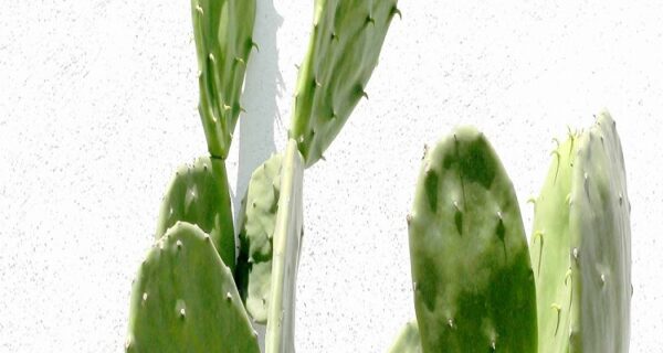 El súper nopal – Asociación Mexicana de Diabetes en Jalisco A.C.